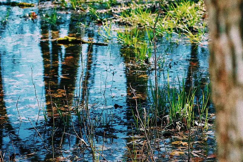 Atlantic White Cedar Swamp Trail - The Southfleet