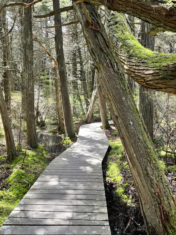 Atlantic White Cedar Swamp Trail - The Southfleet