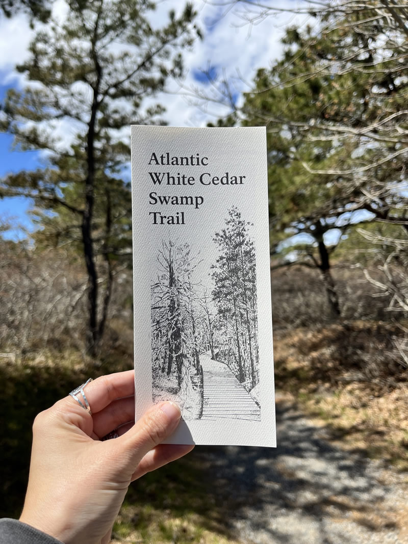 Atlantic White Cedar Swamp Trail - The Southfleet
